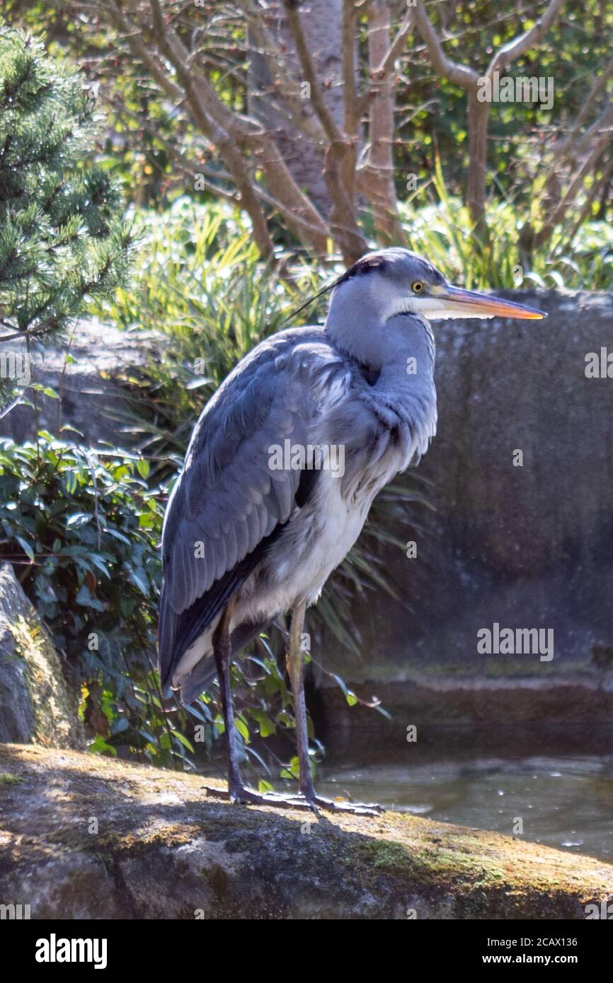 Vertical shot of a beautiful Grey heron on the rocks by a lake captured ...