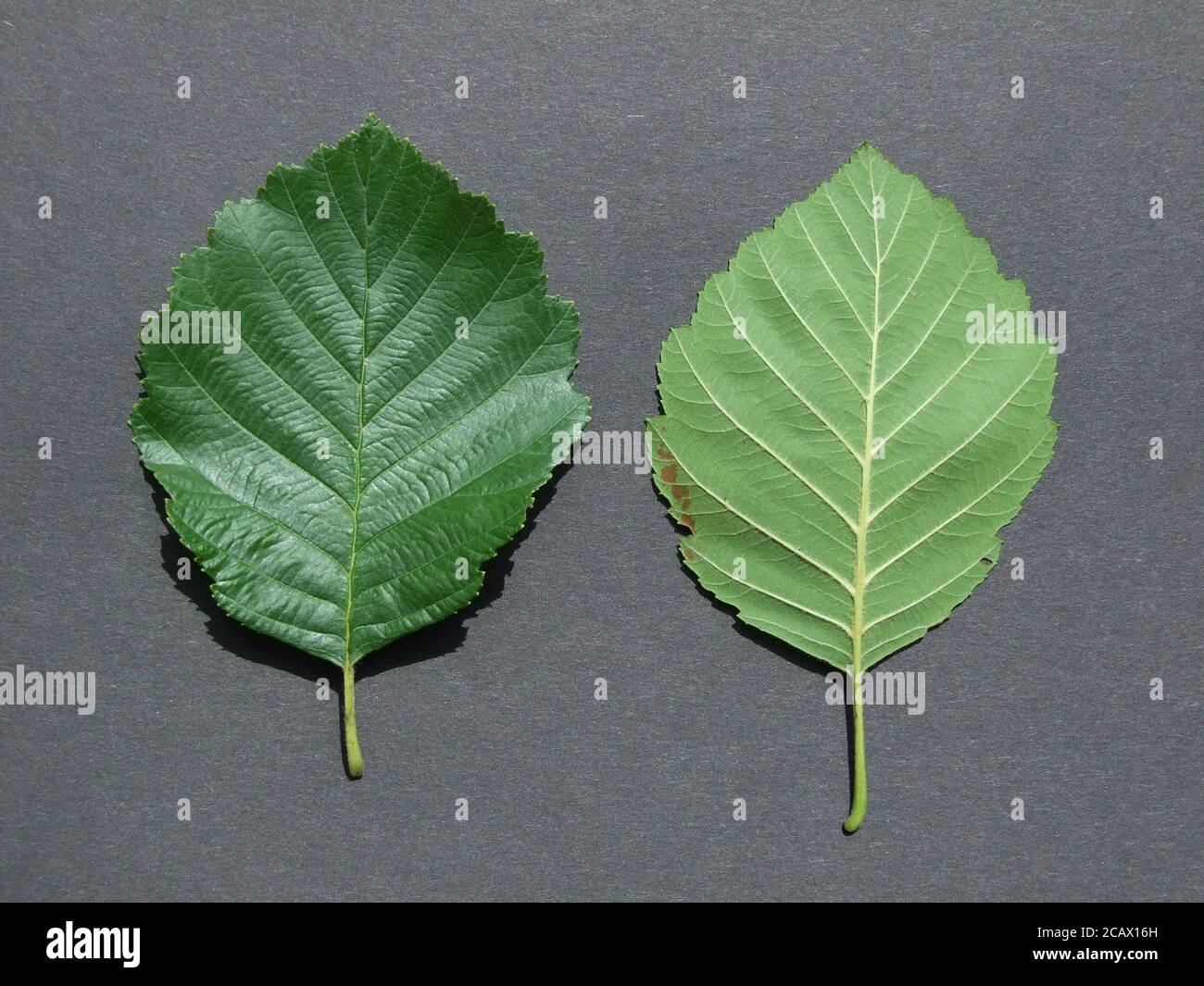 Black alder forest hi-res stock photography and images - Alamy
