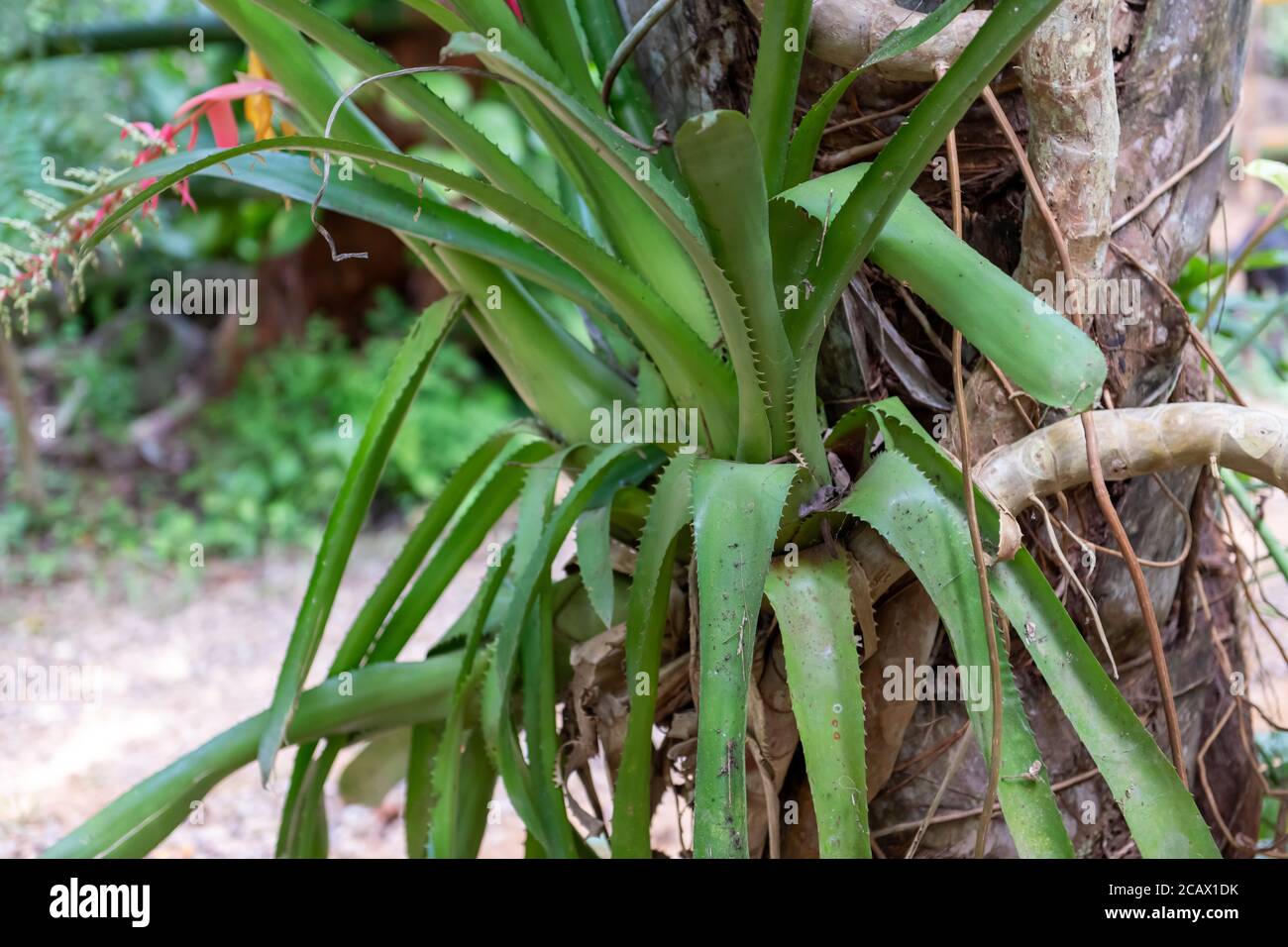 Orchids in orchidarium hi-res stock photography and images - Alamy