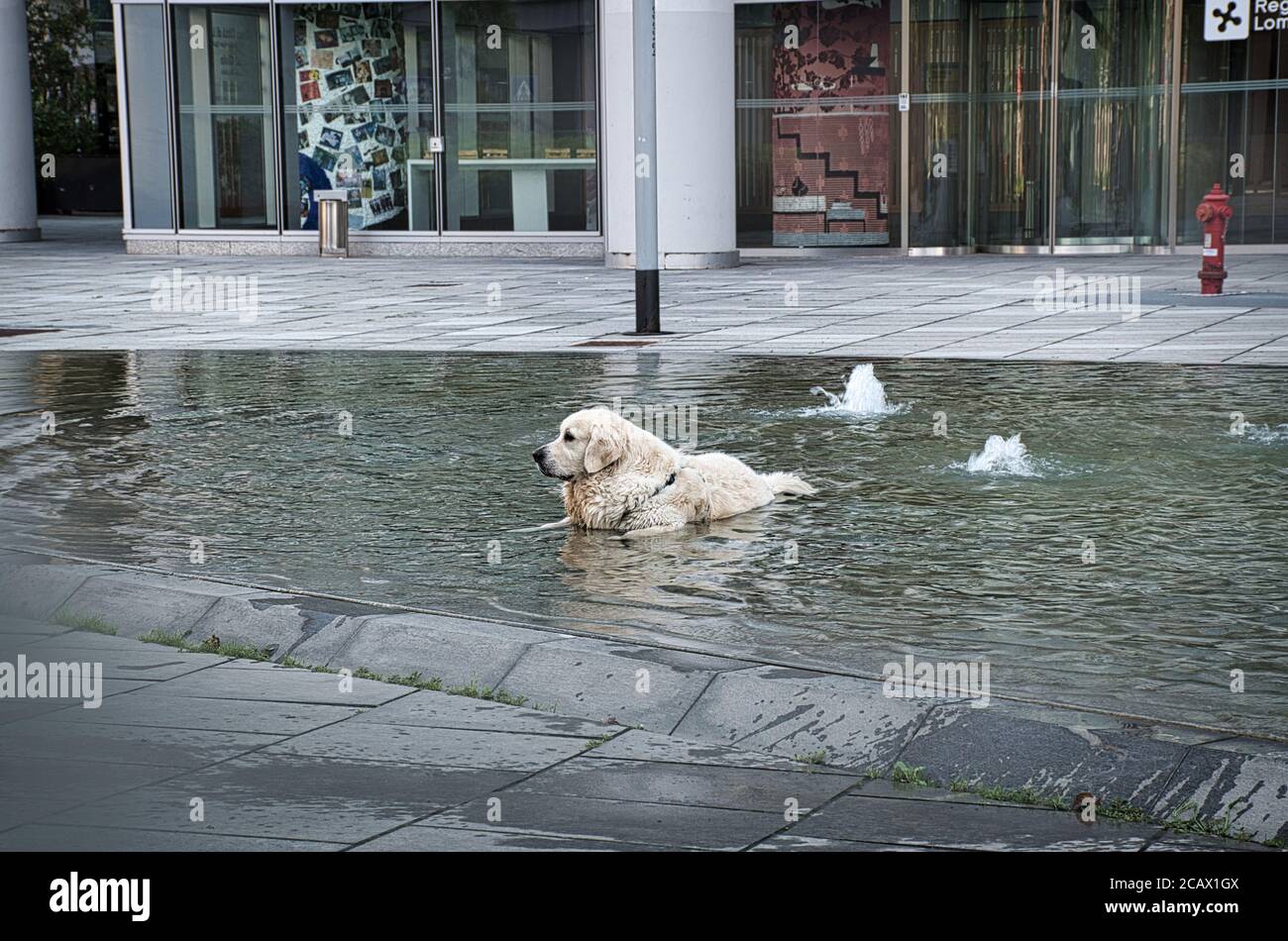 A Labrador Retriever is enjoying the cold water of a mini fountain in ...