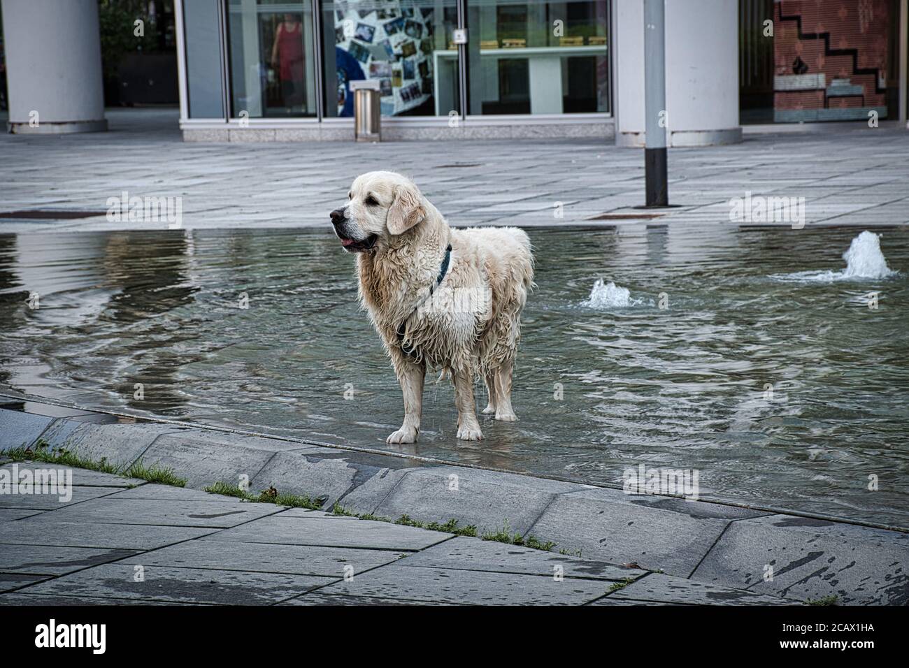 A Labrador Retriever is enjoying the cold water of a mini fountain in ...