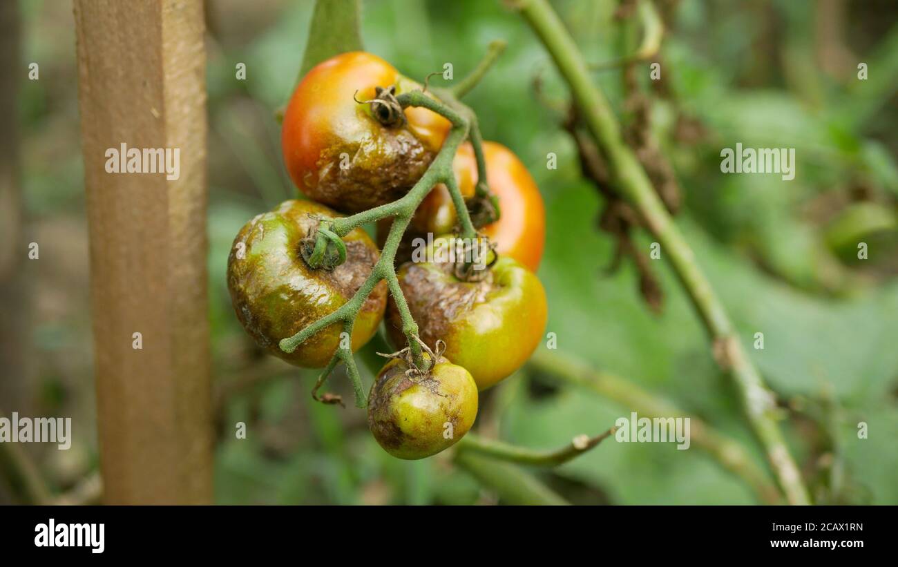 Rotten greenhouse tomatoes hi-res stock photography and images - Alamy
