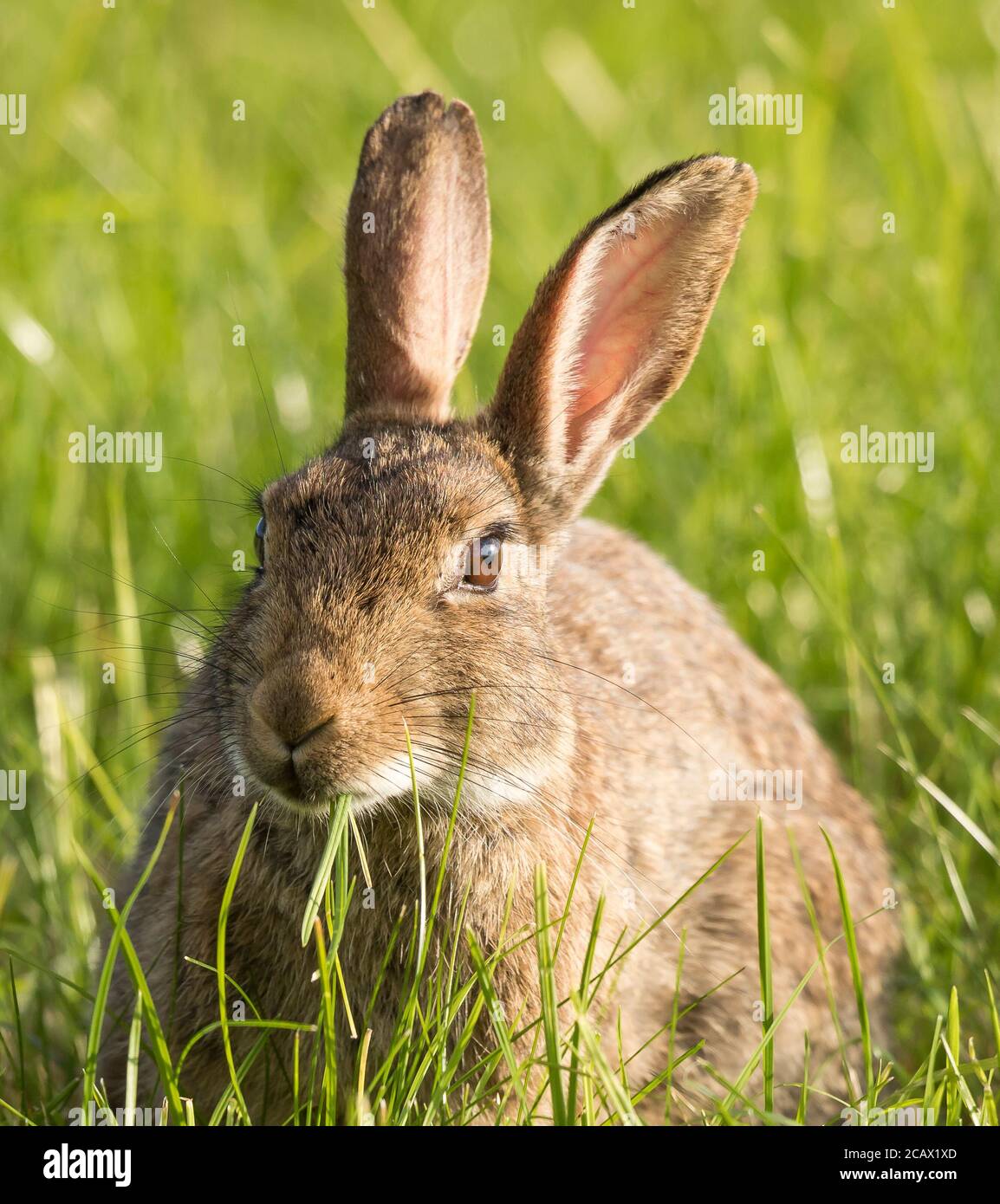 European rabbits isolated hi-res stock photography and images - Alamy