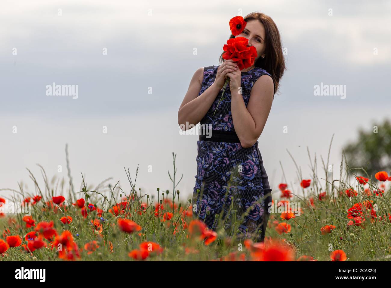 A young woman in a blue dress in a poppy flower field with beautiful ...