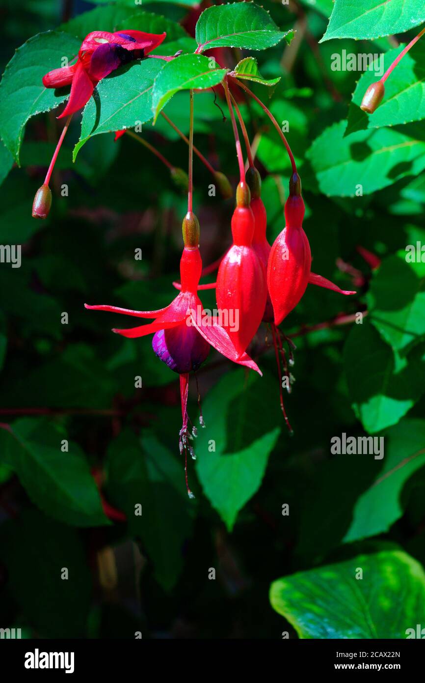 Fuchsia tom thumb hi-res stock photography and images - Alamy
