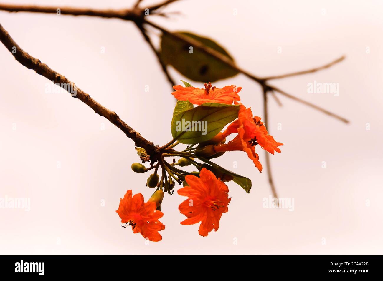 Mexican orange flower from Yucatan country, Mexico Stock Photo - Alamy