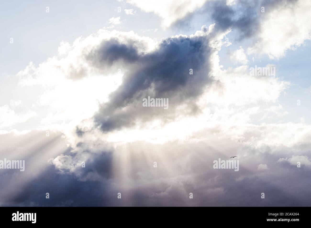 Sun rays bursting through a dark cloud with the silhouette of a bird ...