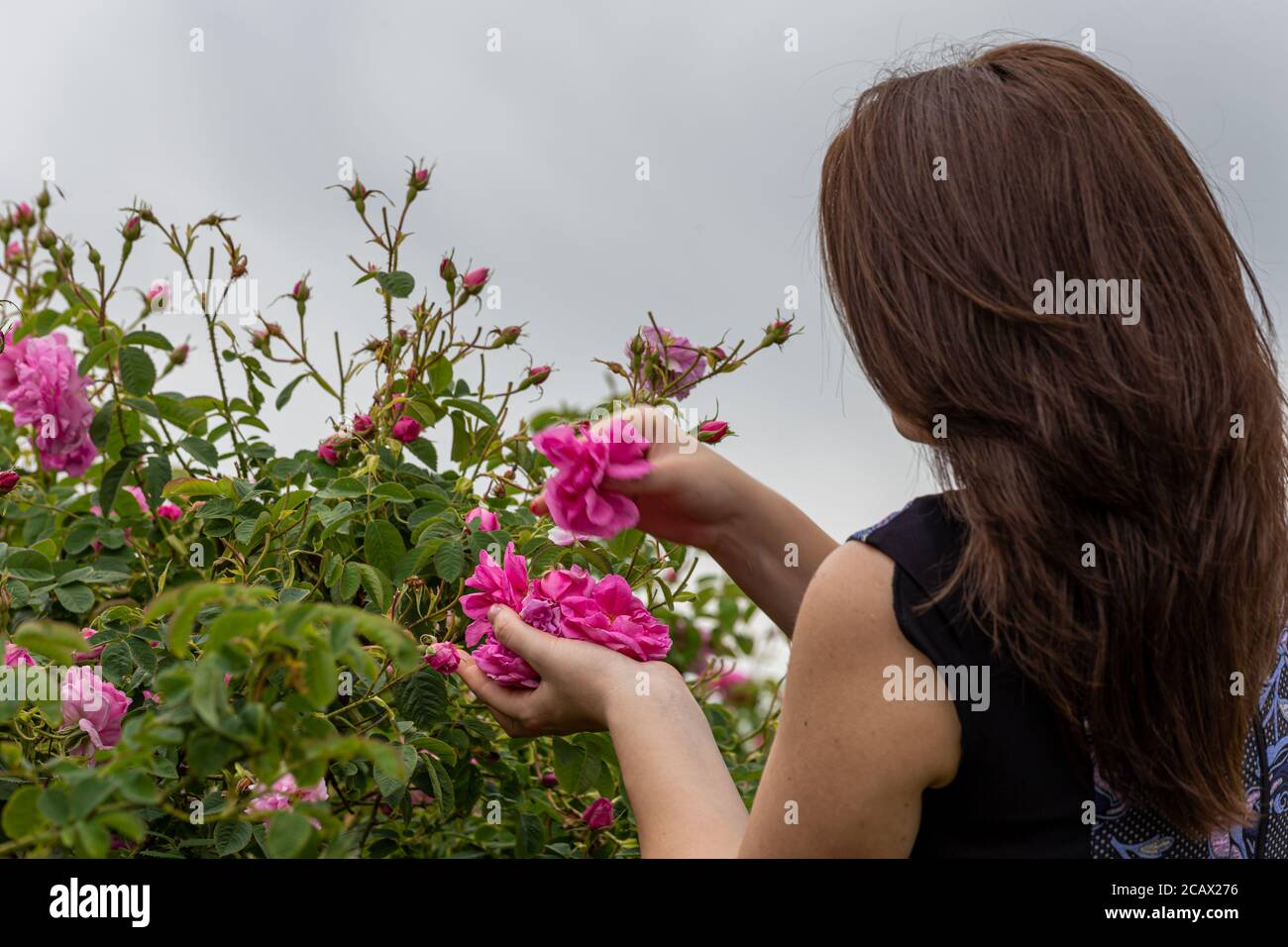 Young gril holding and smelling the bulgarian pink rose in a garden ...