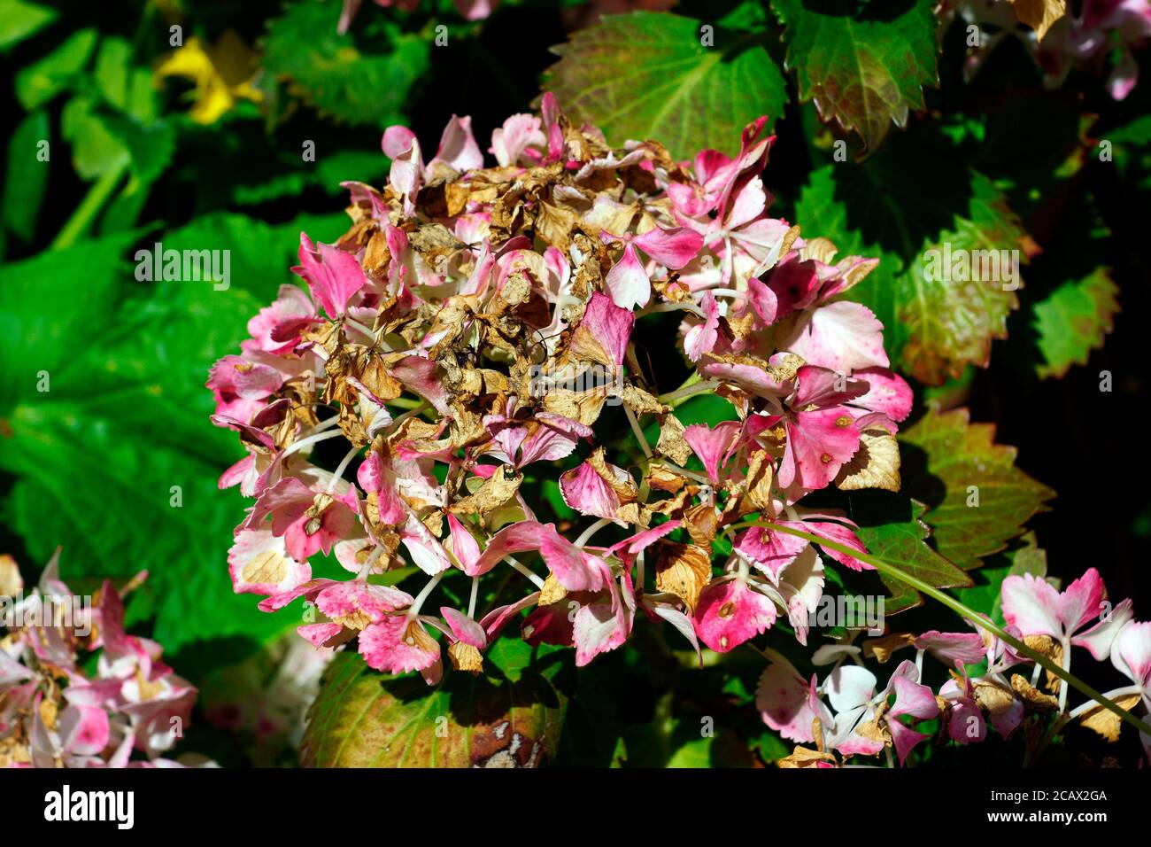 Eastern red bud trees hi-res stock photography and images - Alamy