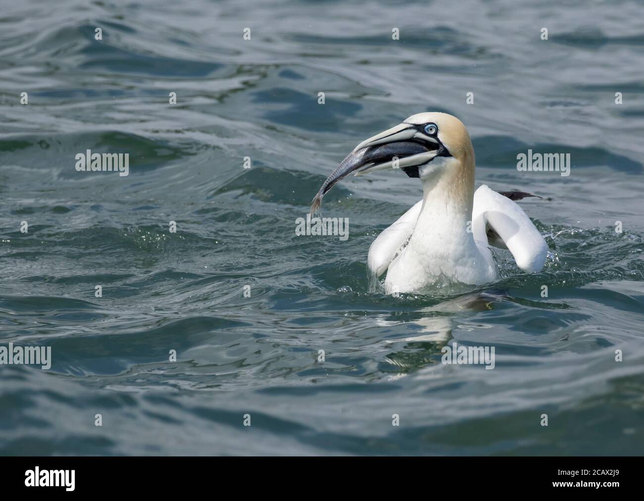 Gannet with Fish Stock Photo - Alamy