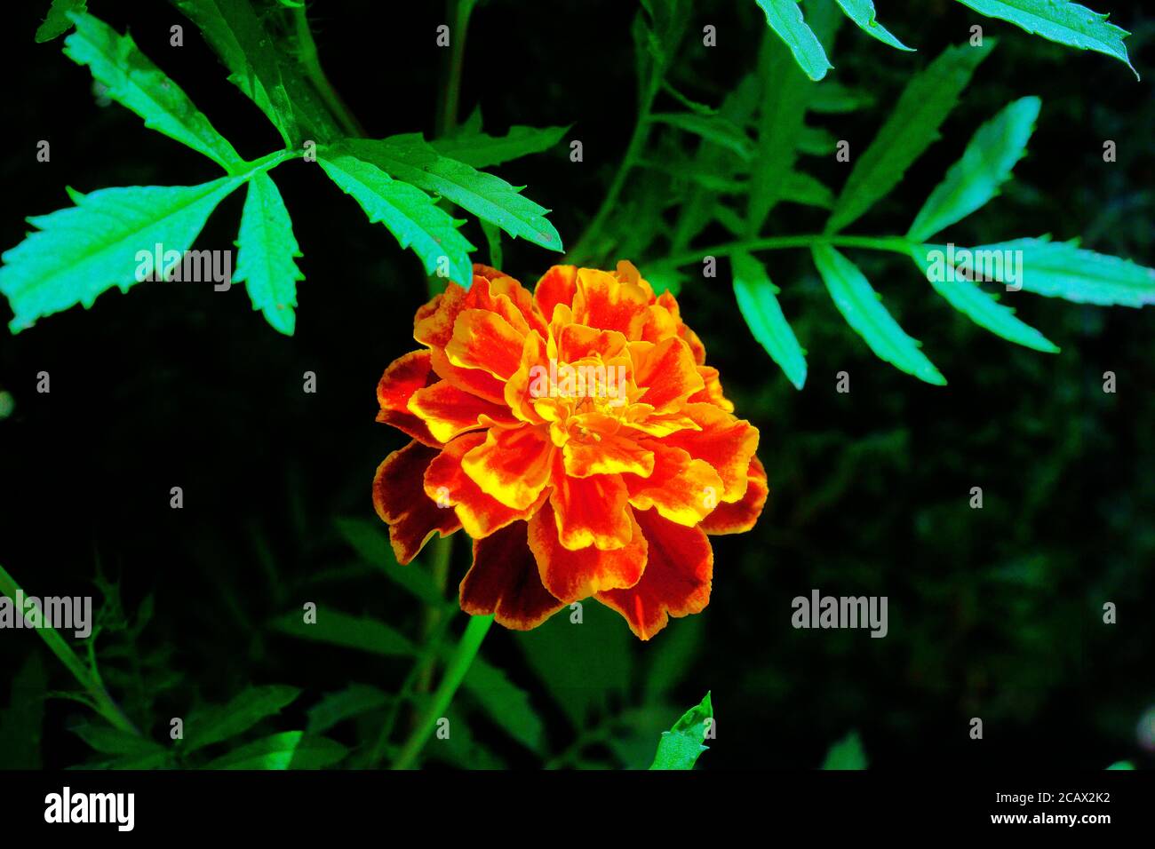 Scottish gold rush hi-res stock photography and images - Alamy