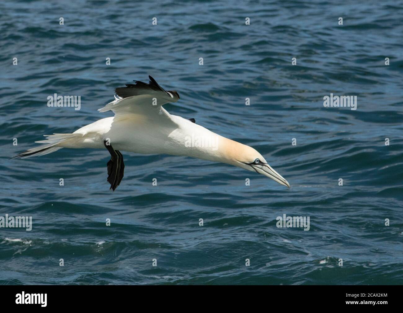 Gannet diving hi-res stock photography and images - Alamy