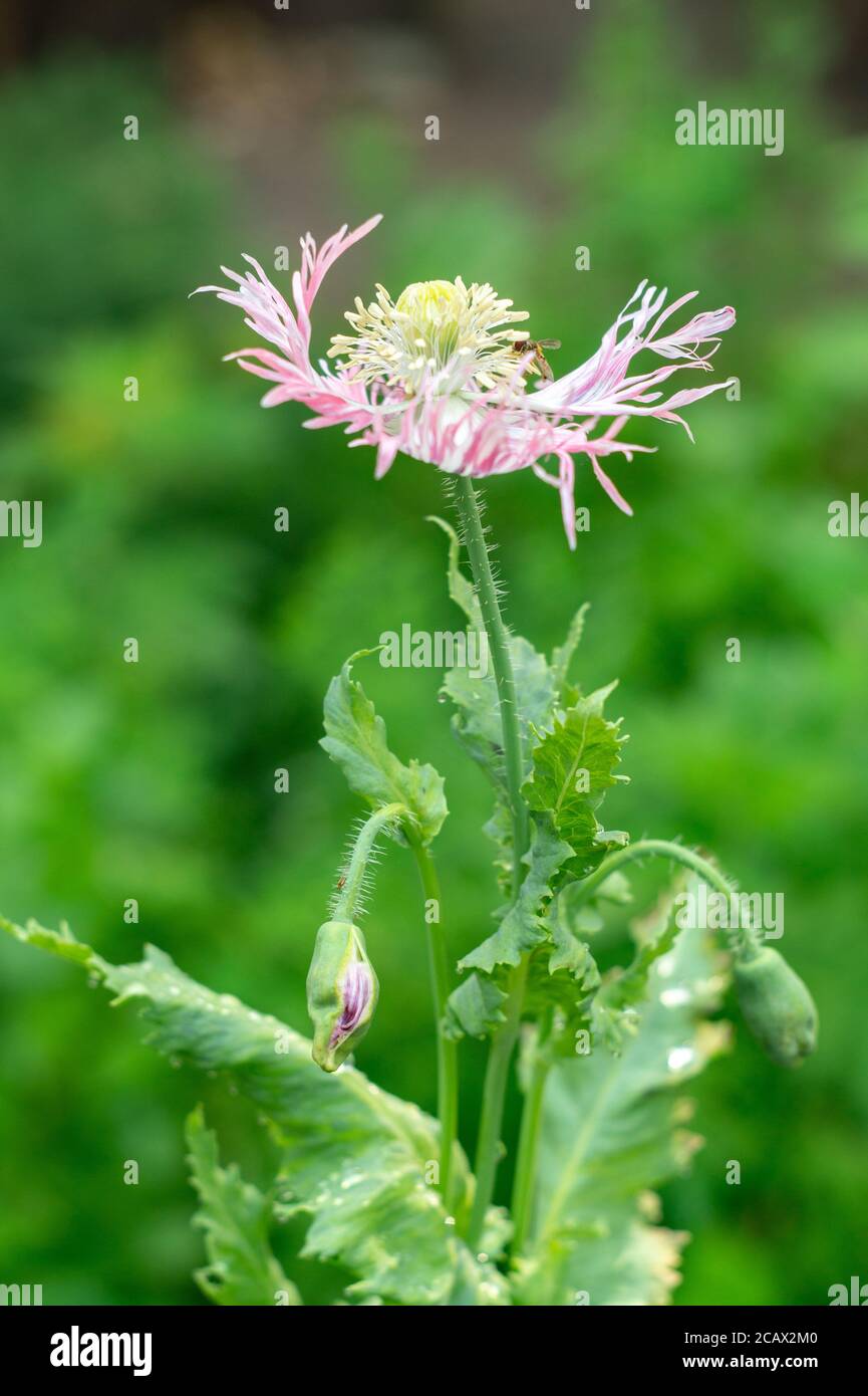 Blooming poppy Papaver Pink Fizz in the garden Stock Photo - Alamy