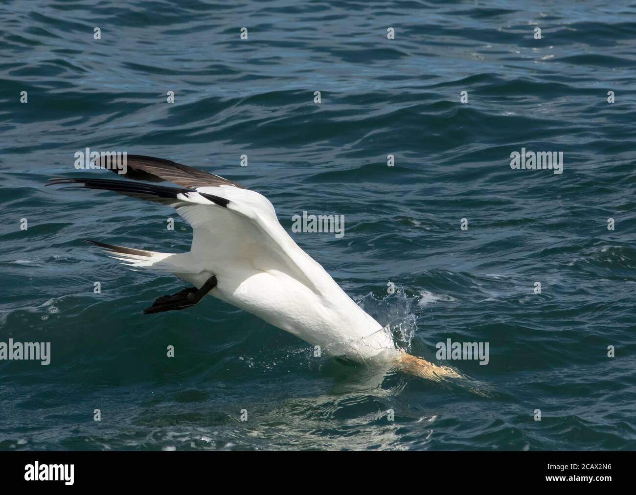 Gannet wildlife hi-res stock photography and images - Alamy