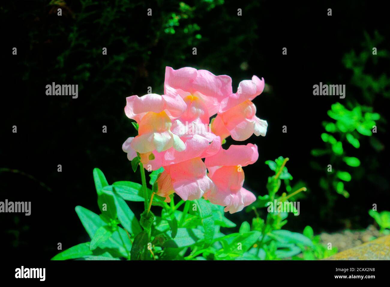 PINK / WHITE SNAPDRAGON Stock Photo - Alamy