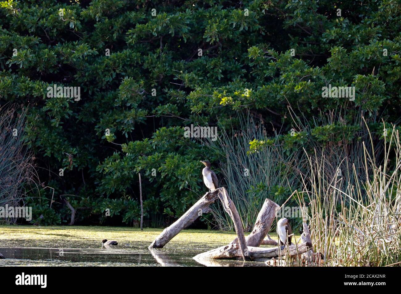White breasted Cormorant ( Phalacrocorax lucidus) at Intaka Island bird ...