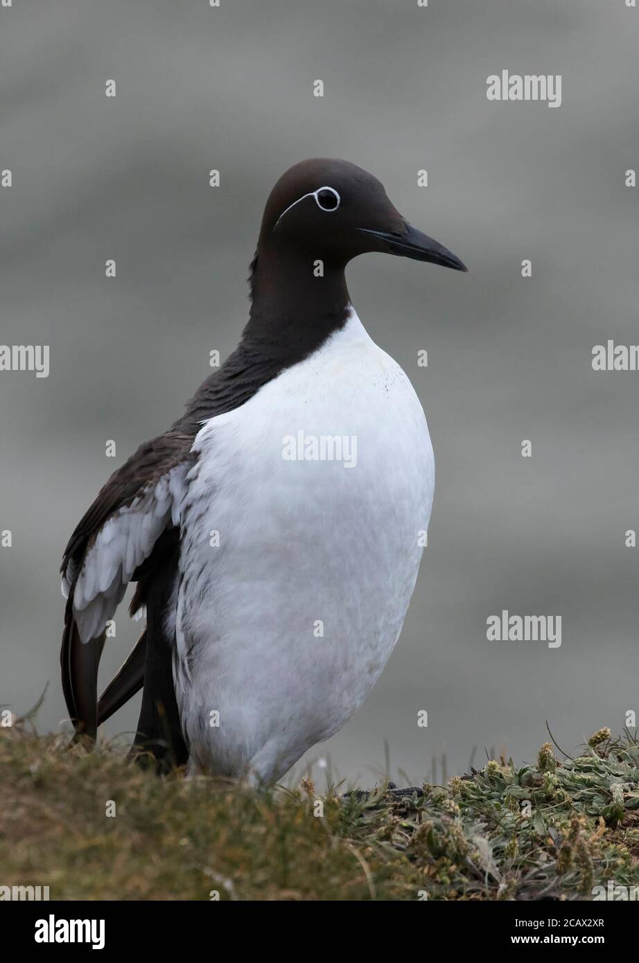 Guillemot bird hi-res stock photography and images - Alamy