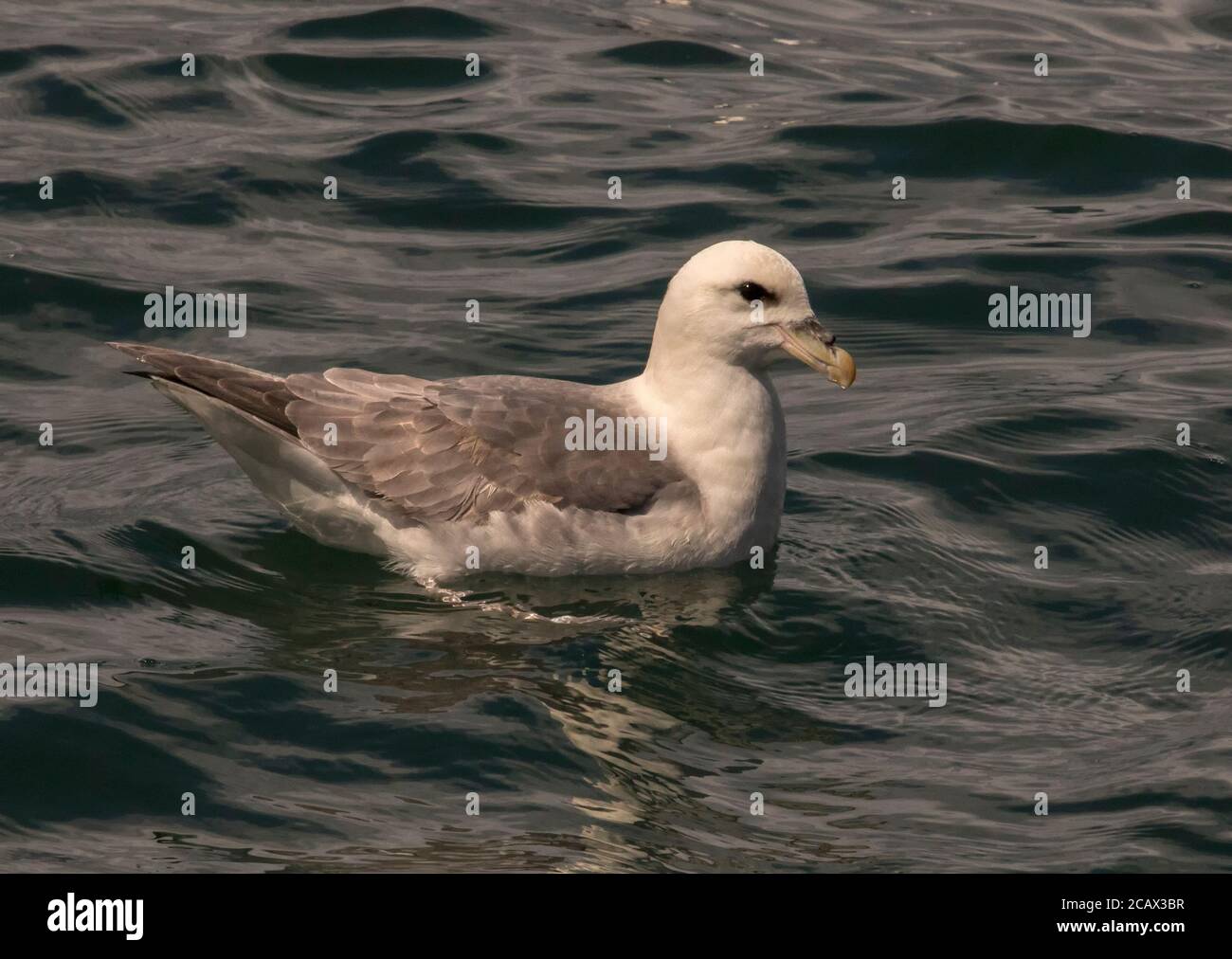 Northern fulmar petrel hi-res stock photography and images - Alamy