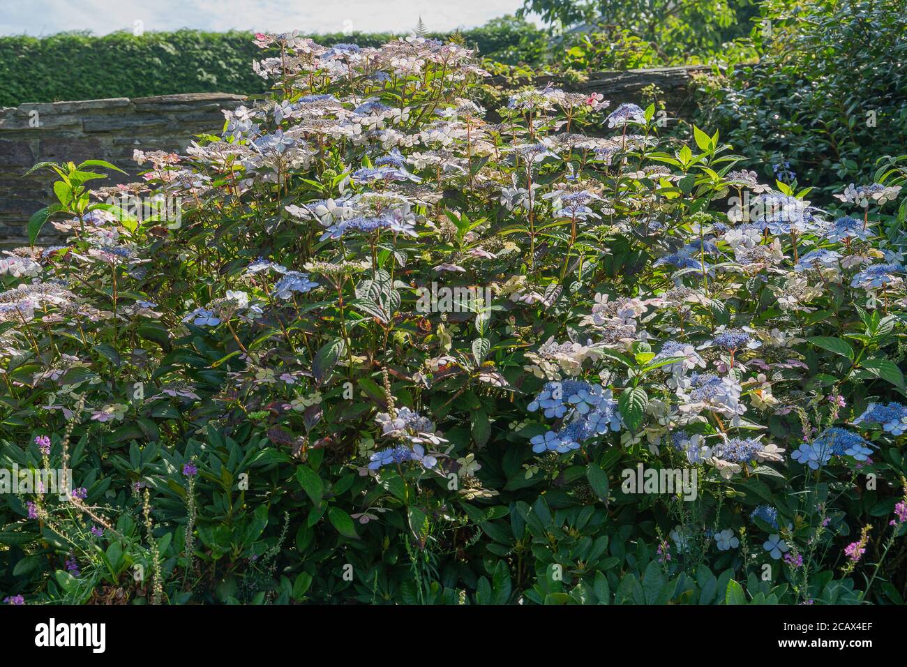 Big leaf hydrangea hi-res stock photography and images - Alamy