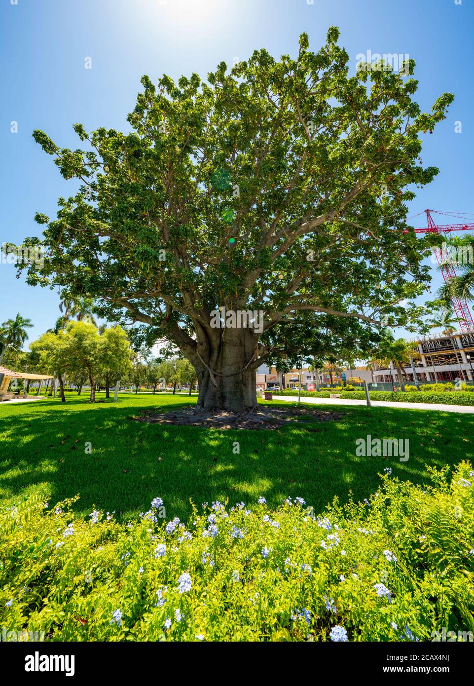 Boabab Trees at Arts Park Young Circle Hollywood FL native to Africa ...