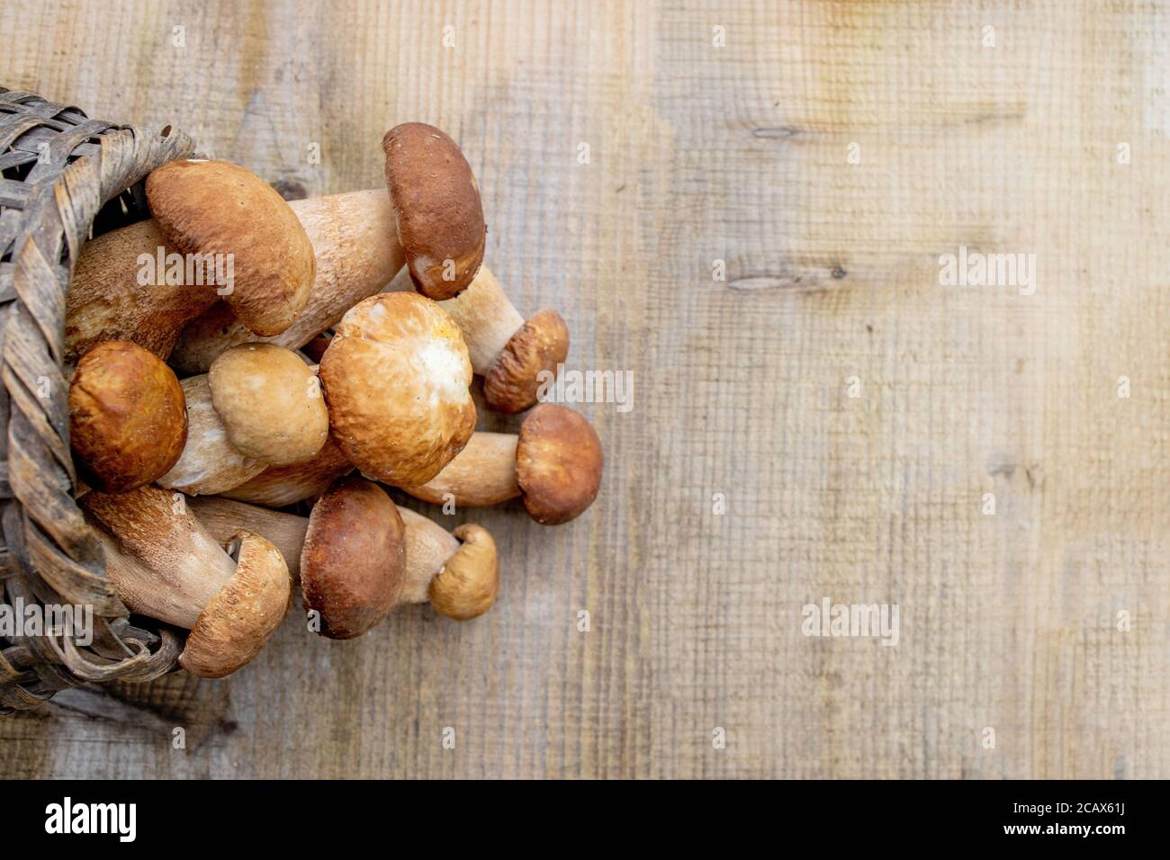 Mushroom Boletus over Wooden Background. Autumn Cep Mushrooms. Ceps ...