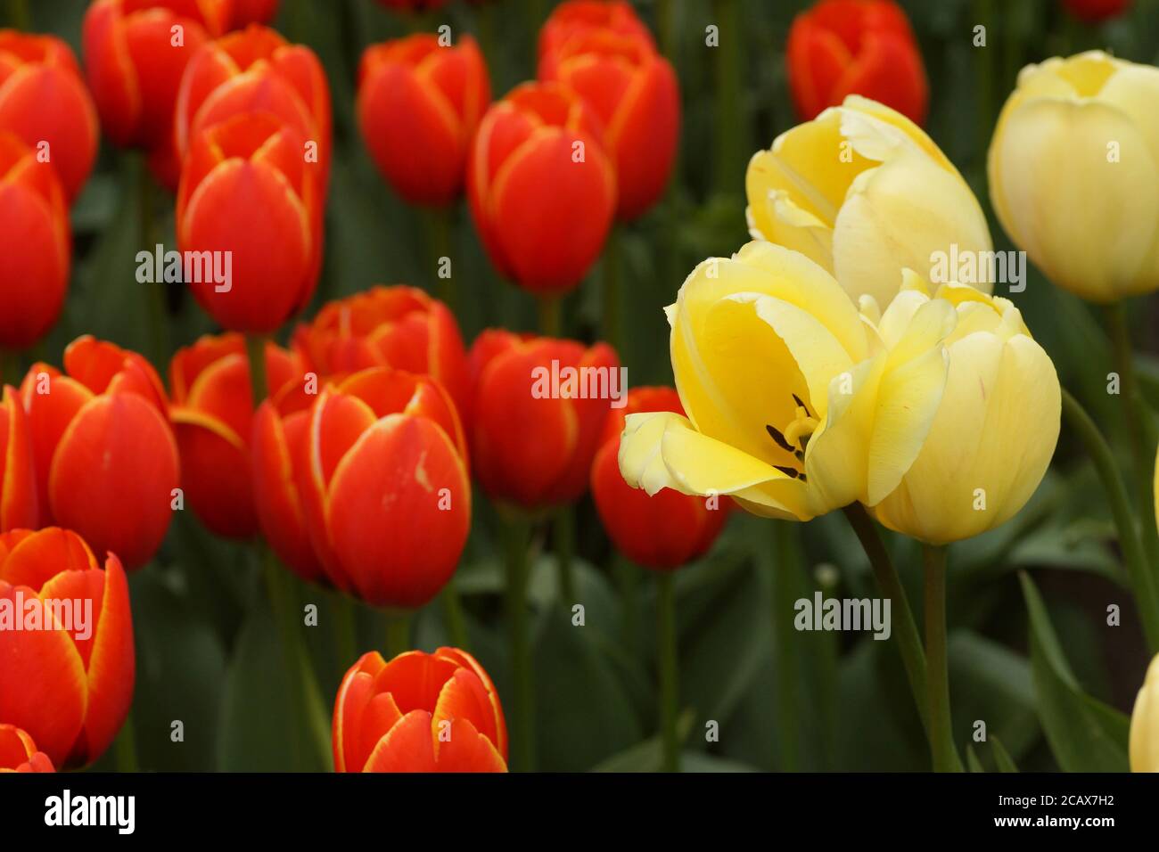 May in the botanical garden, tulips in full bloom, close-up, yellow ...