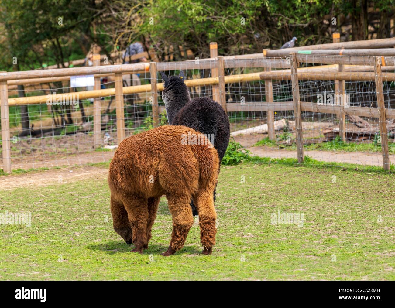 The beautiful Alpacas roaming the field, George Mead memorial stables ...