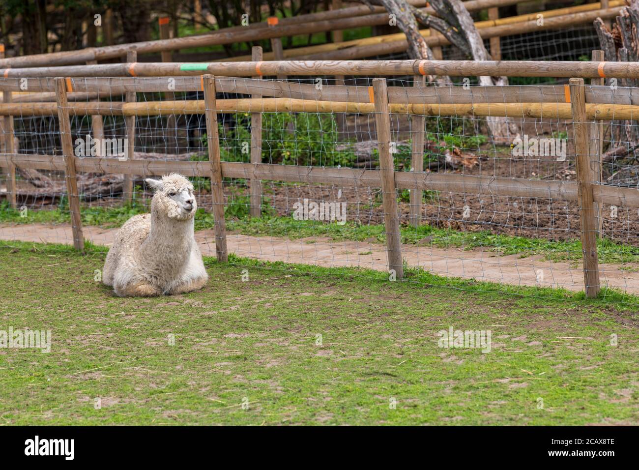 The beautiful Alpacas roaming the field, George Mead memorial stables ...