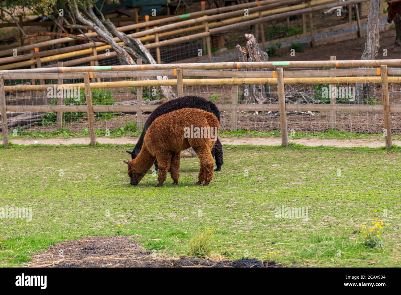 The beautiful Alpacas roaming the field, George Mead memorial stables ...