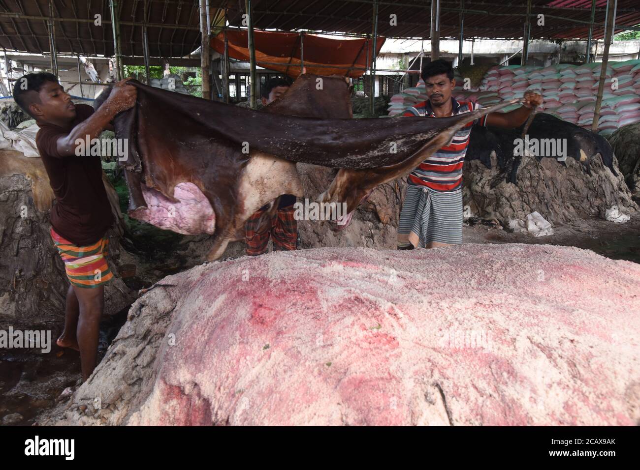 Workers applying salt on raw cattle skin for preservation at Aminbazar ...