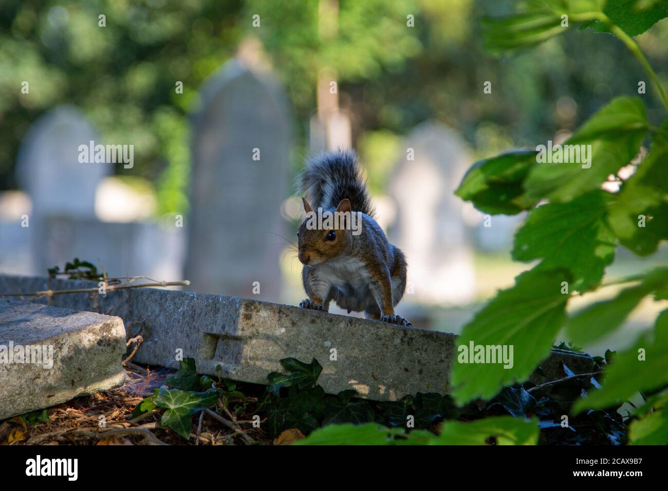 Squirrel on a grave hi-res stock photography and images - Alamy