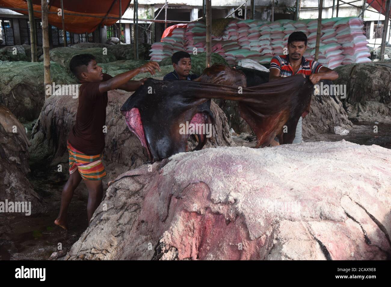 Workers applying salt on raw cattle skin for preservation at Aminbazar ...