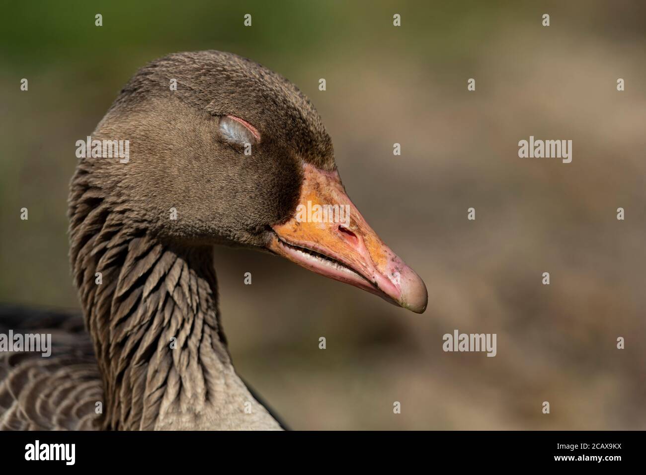 Sleeping goose hi-res stock photography and images - Alamy