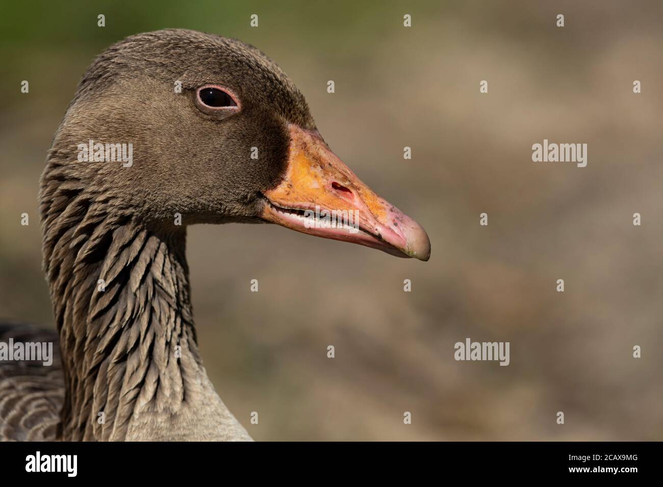 Goose photography hi-res stock photography and images - Alamy