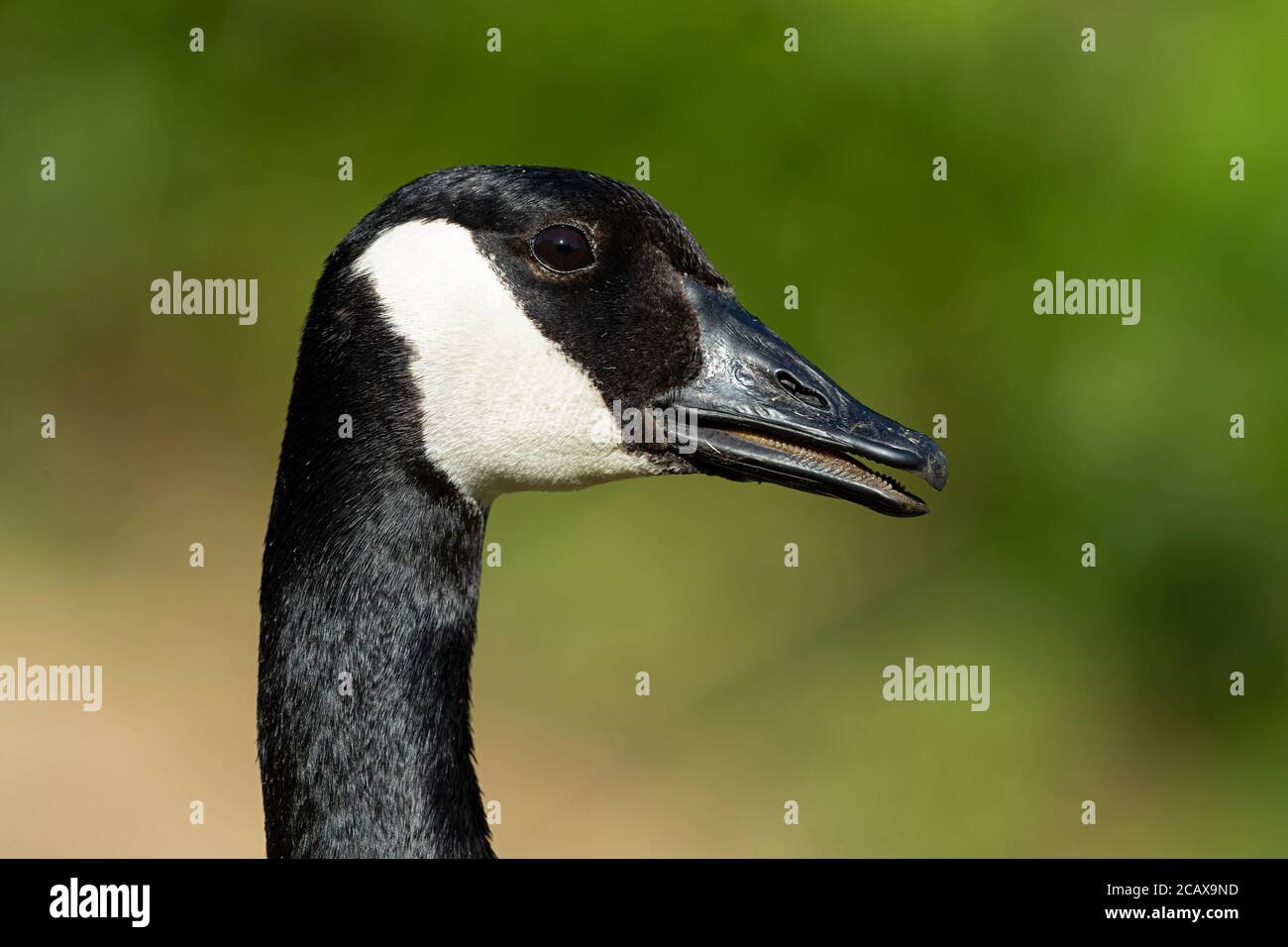 Canada goose canadensis portrait germany hi-res stock photography and ...