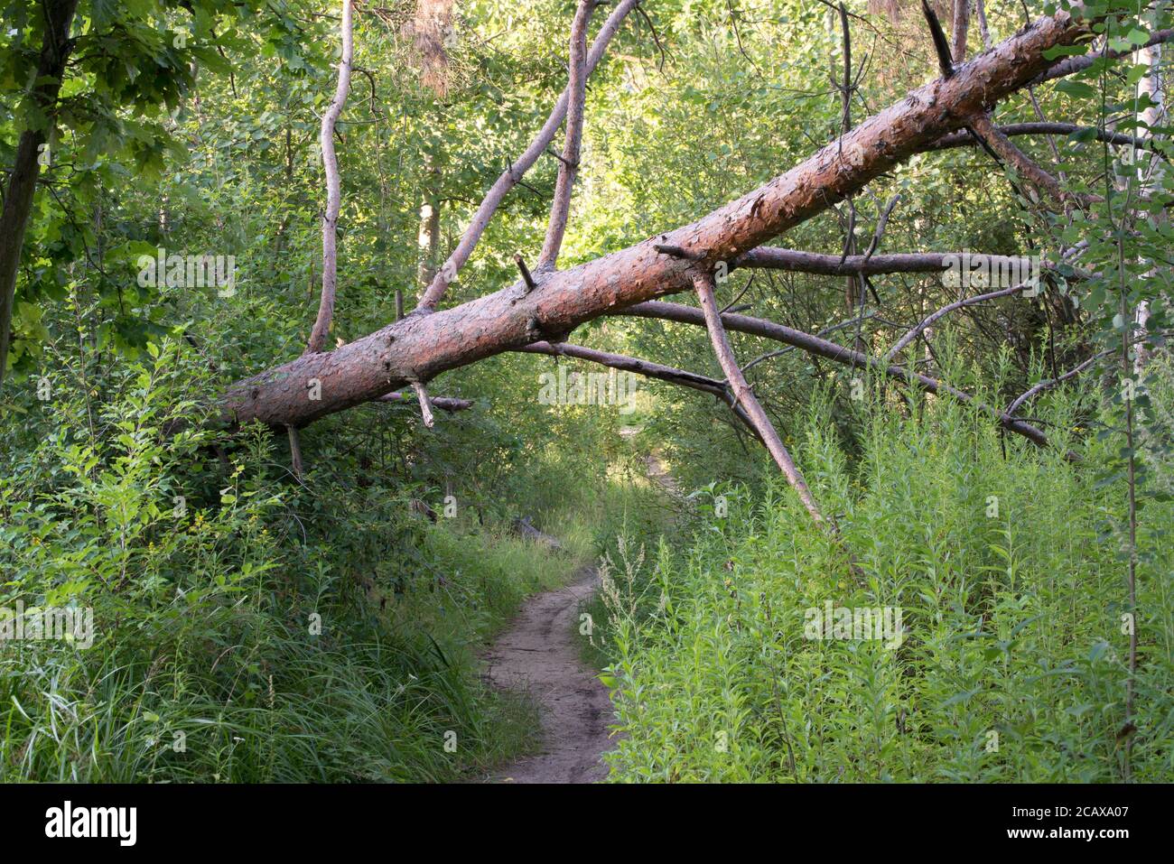 Forest scene with fallen tree hi-res stock photography and images - Alamy