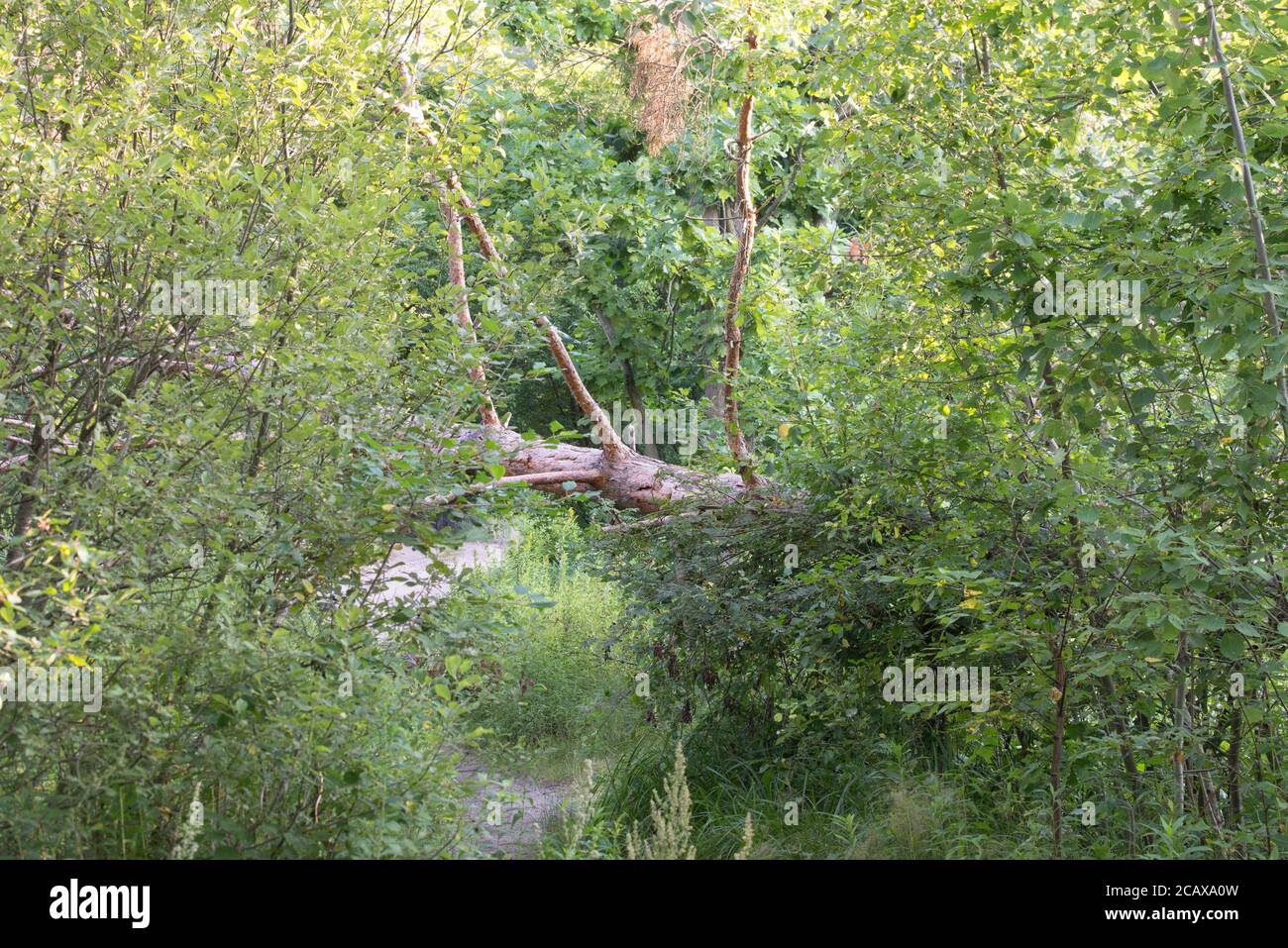 Fallen pine tree hi-res stock photography and images - Alamy