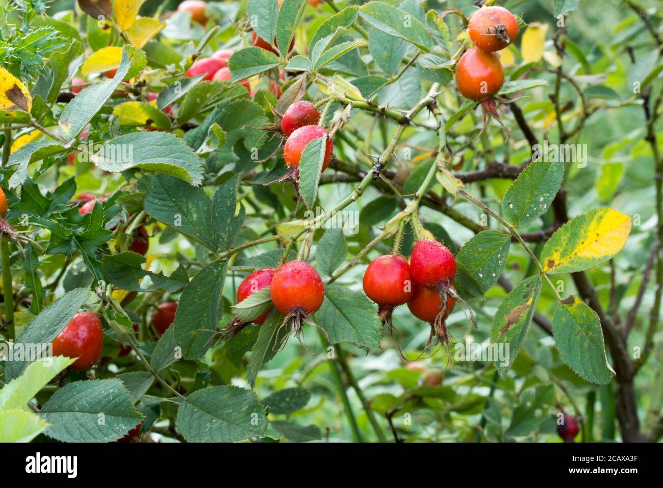 Red wild rose hi-res stock photography and images - Alamy