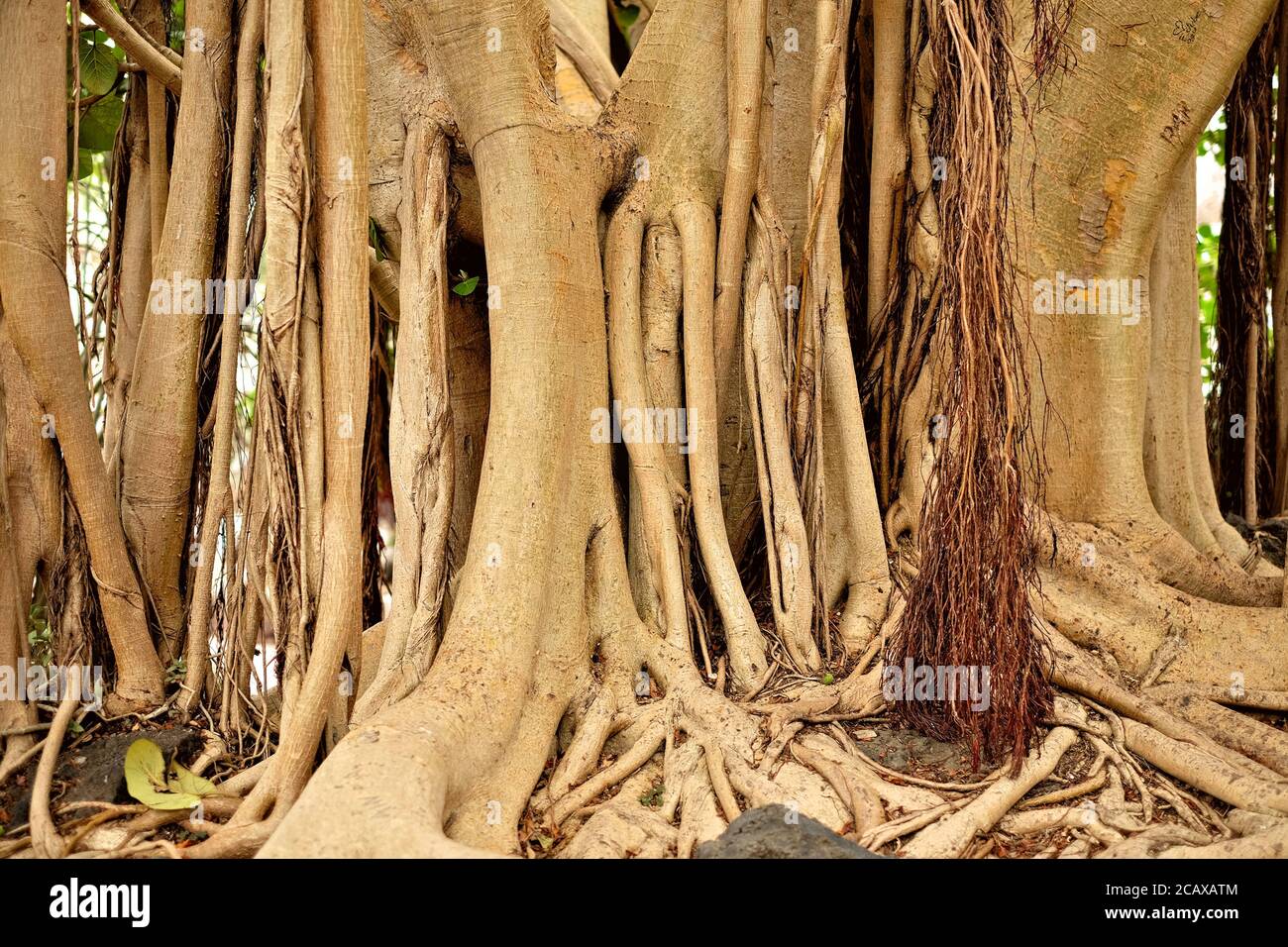 India forest trip hi-res stock photography and images - Alamy