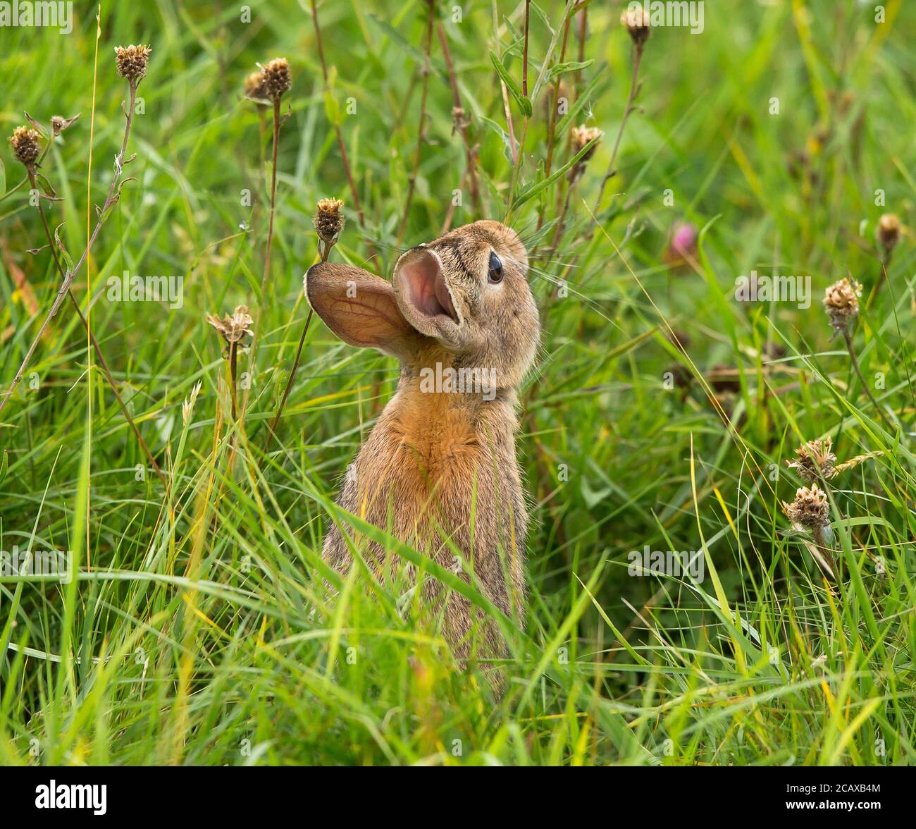 Rabbit rear view hi-res stock photography and images - Alamy