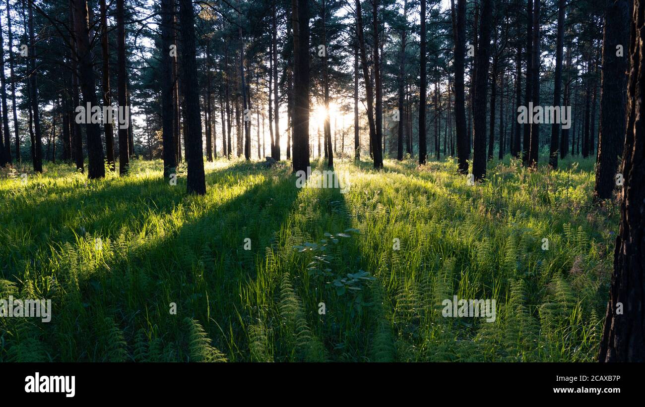 Beautiful sunset in the forest. Shadows from tree trunks move along the ...