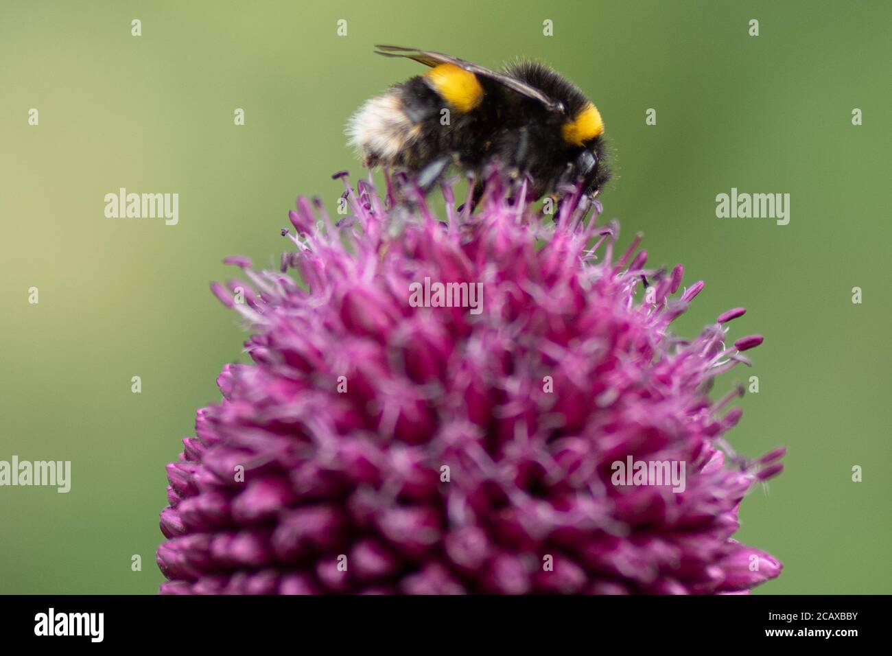 Bumble bee collecting pollen from an Allium sphaerocephalon, commonly ...