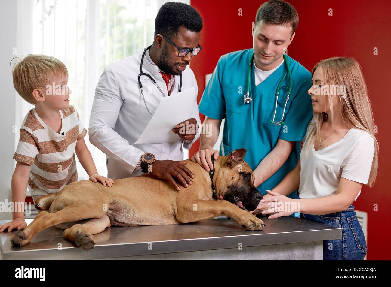 two vets examining the dog in cabinet, african and caucasian ...