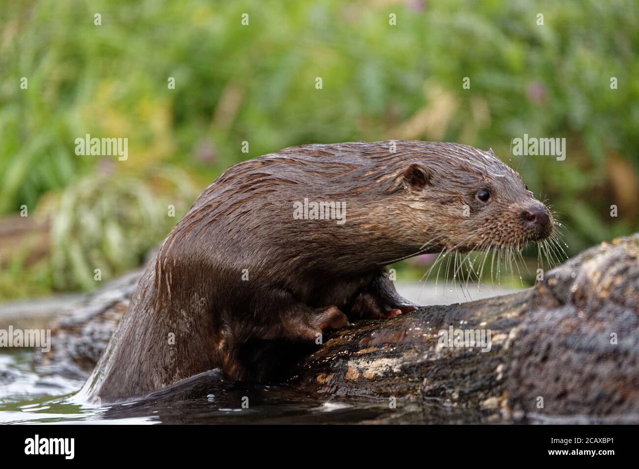 River otter on log hi-res stock photography and images - Alamy