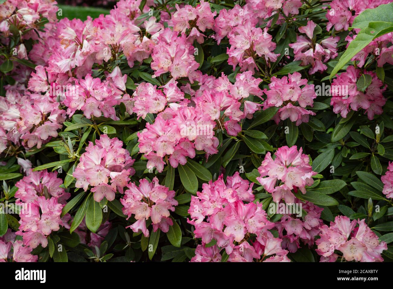 Rhododendron uk hi-res stock photography and images - Alamy