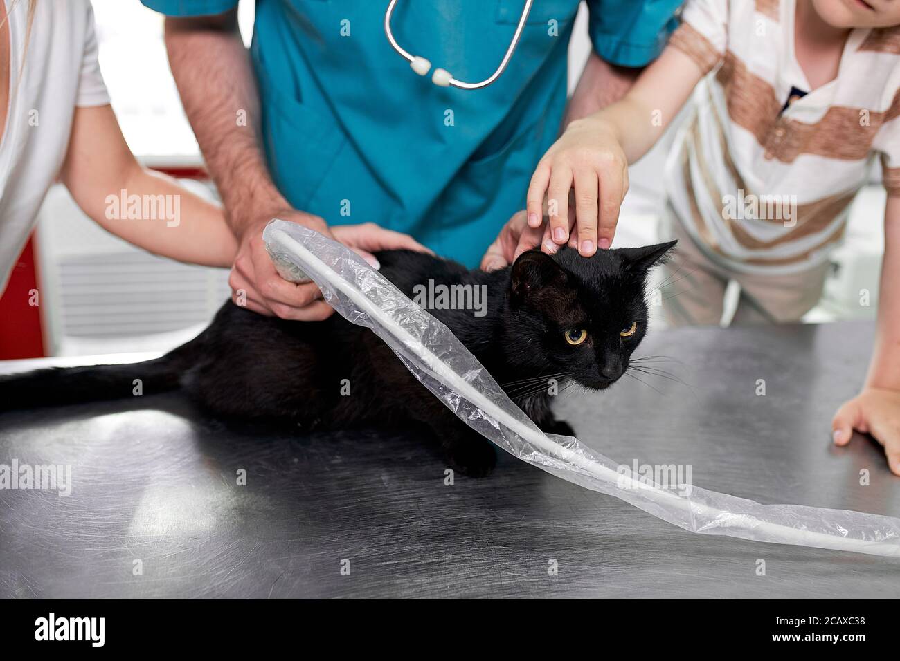 Black lab dog cat hi-res stock photography and images - Alamy