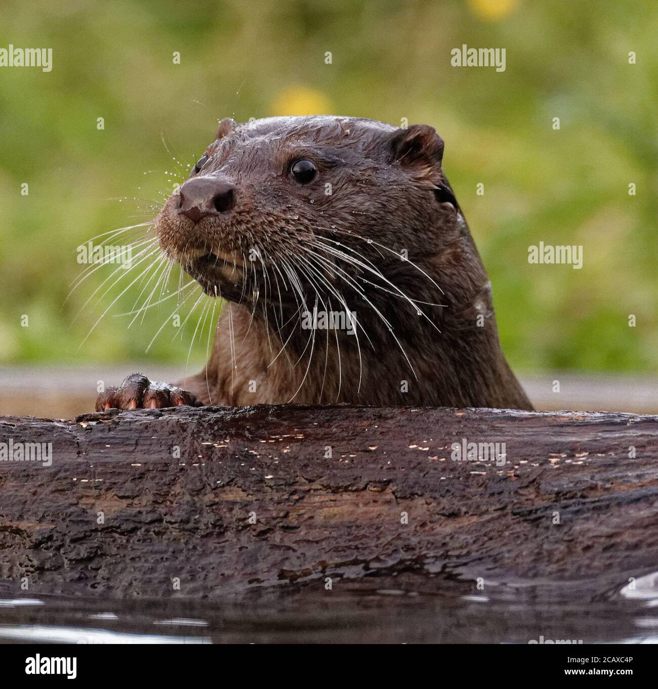 River otter on log hi-res stock photography and images - Alamy
