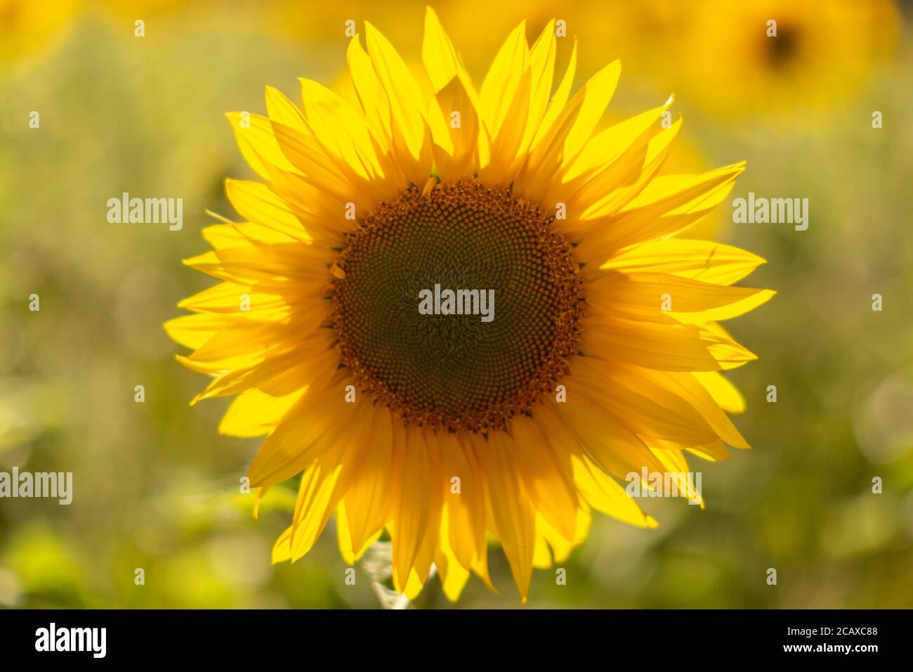 Shallow depth of field yellow flowers hi-res stock photography and ...