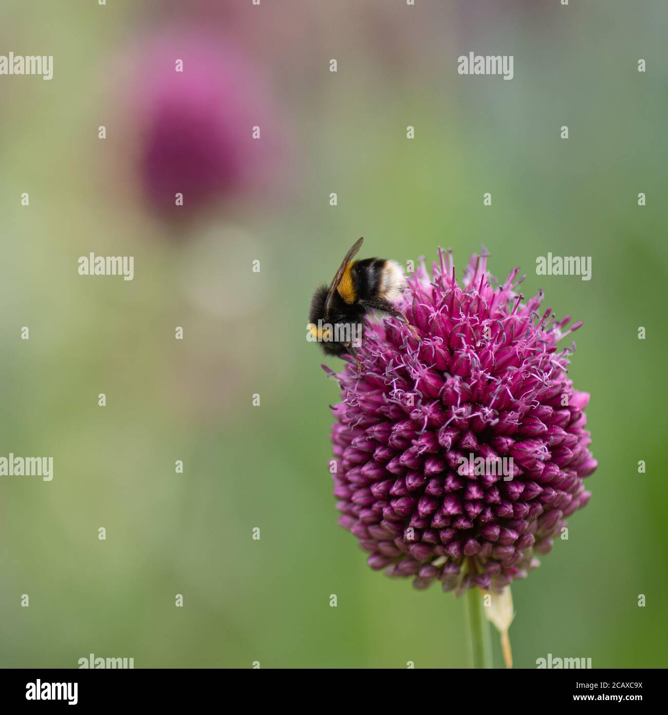 Allium sphaerocephalon with bee hi-res stock photography and images - Alamy