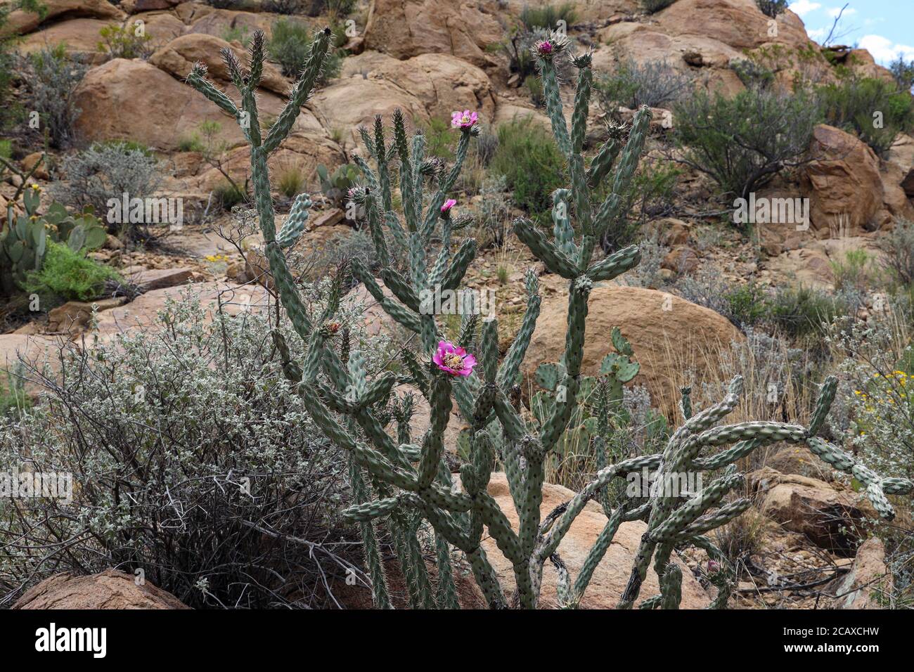 Flowering Tree Cholla Cactus seen along the Grapevine Hills Trail, Big ...